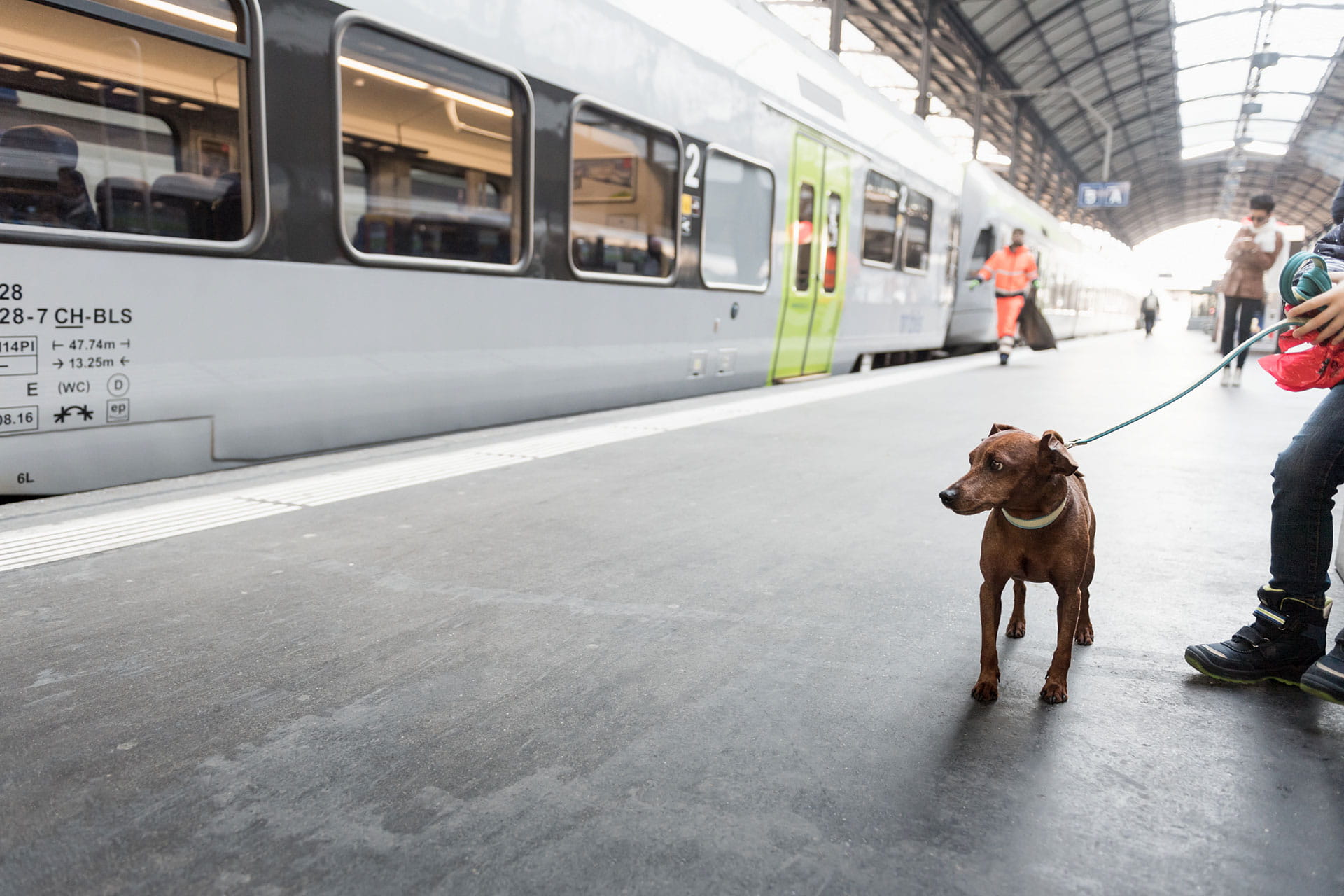 Can Dogs Travel On European Trains