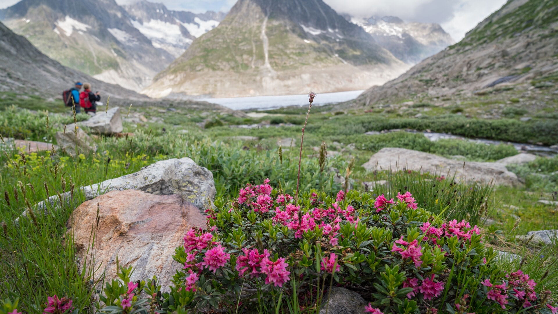 Aletsch Arena – largest glacier in the Alps – excursion tip
