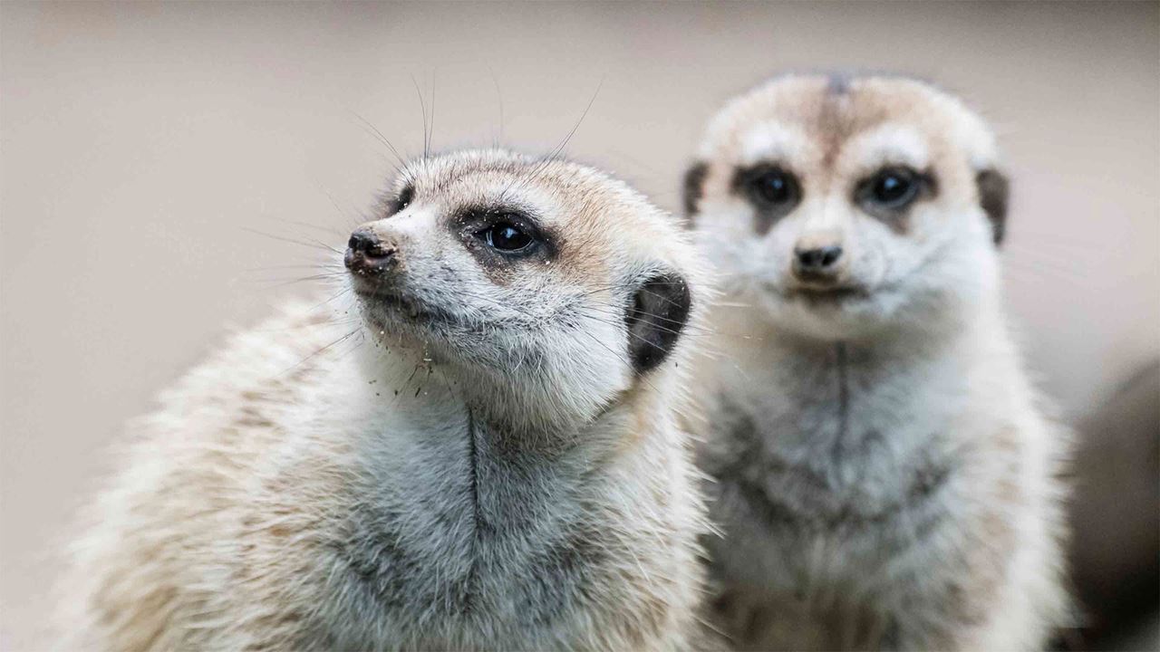 Animal’n’Rail Basel Zoo - Excursions by train