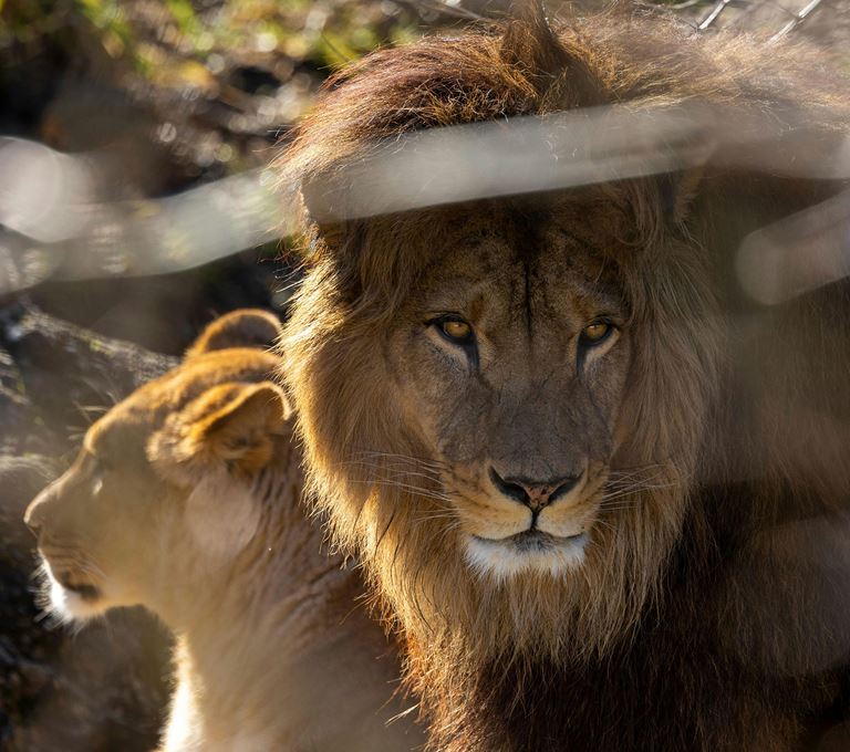 Animal’n’Rail Zoo Basel - Ausflüge mit dem Zug