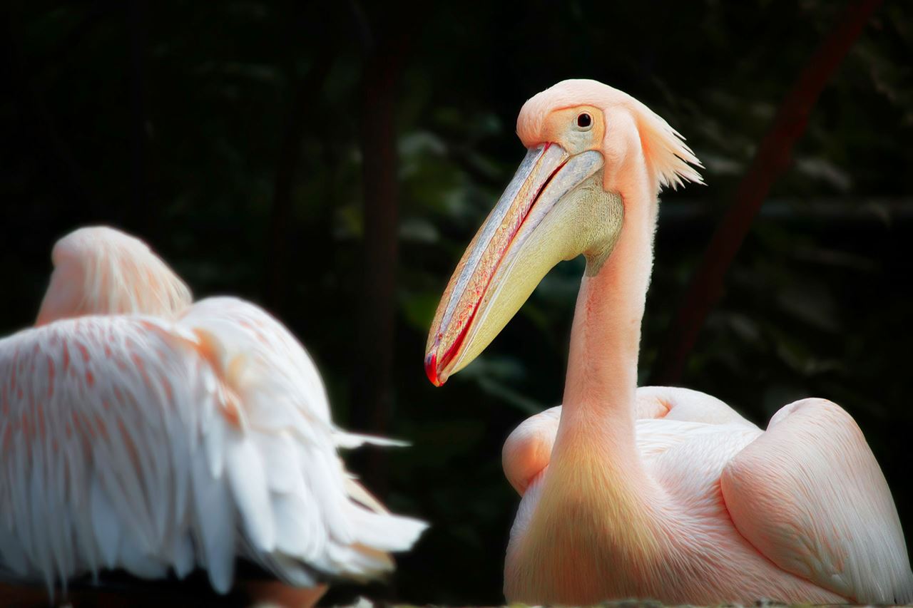 Animal’n’Rail Zoo Basel - Ausflüge mit dem Zug
