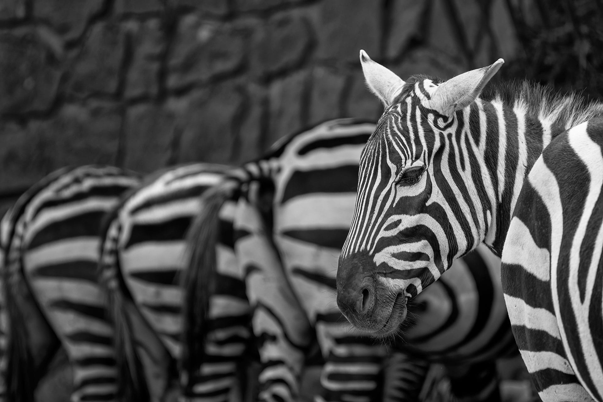 Animal’n’Rail Zoo Basel - Ausflüge mit dem Zug