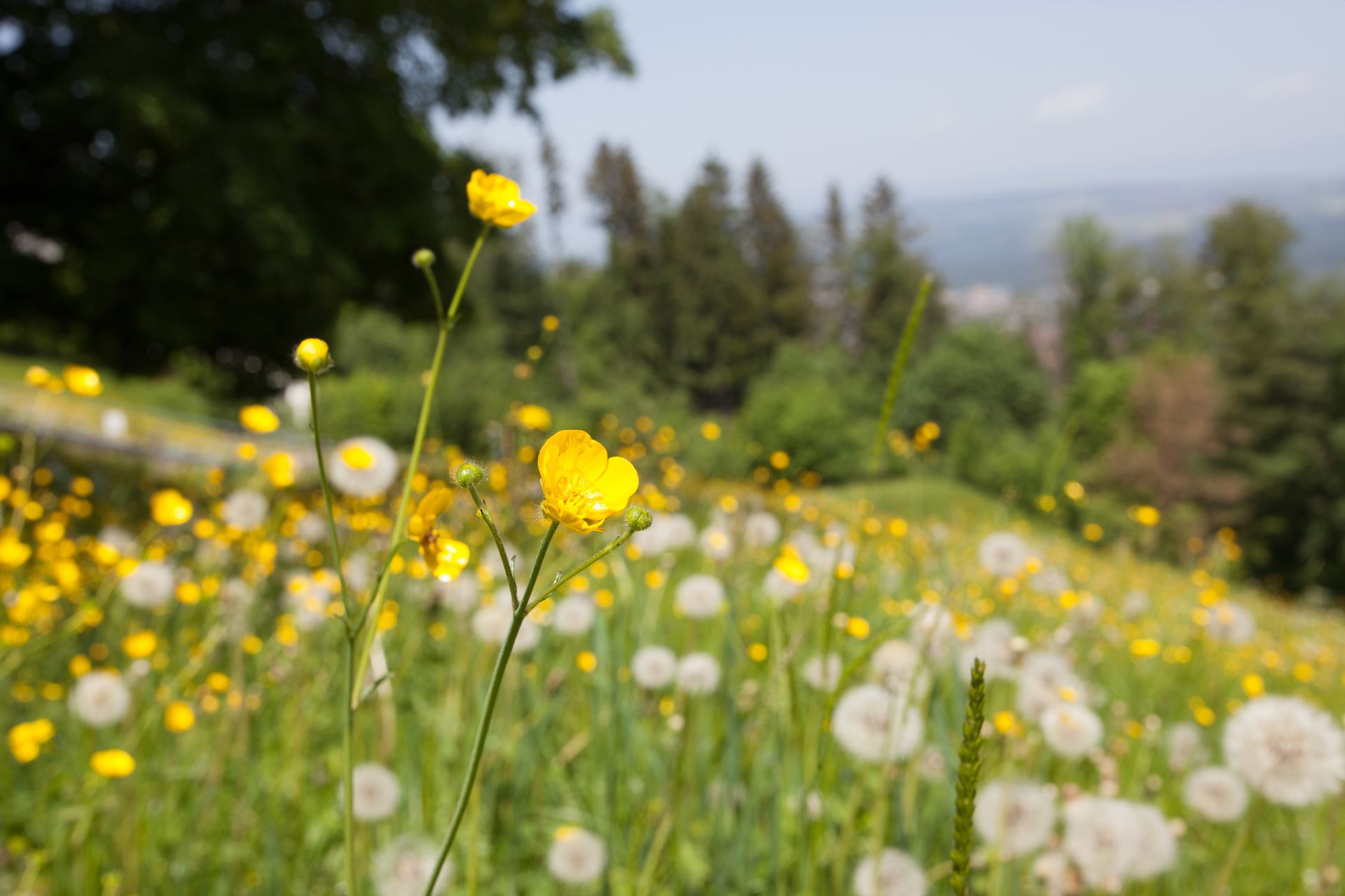 Gurten Bern - Hiking & walking - Excursions by train