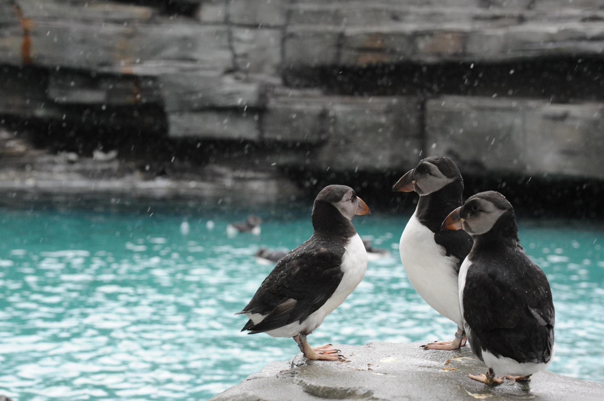 Tierpark Dählhölzli in Bern - Ausflüge