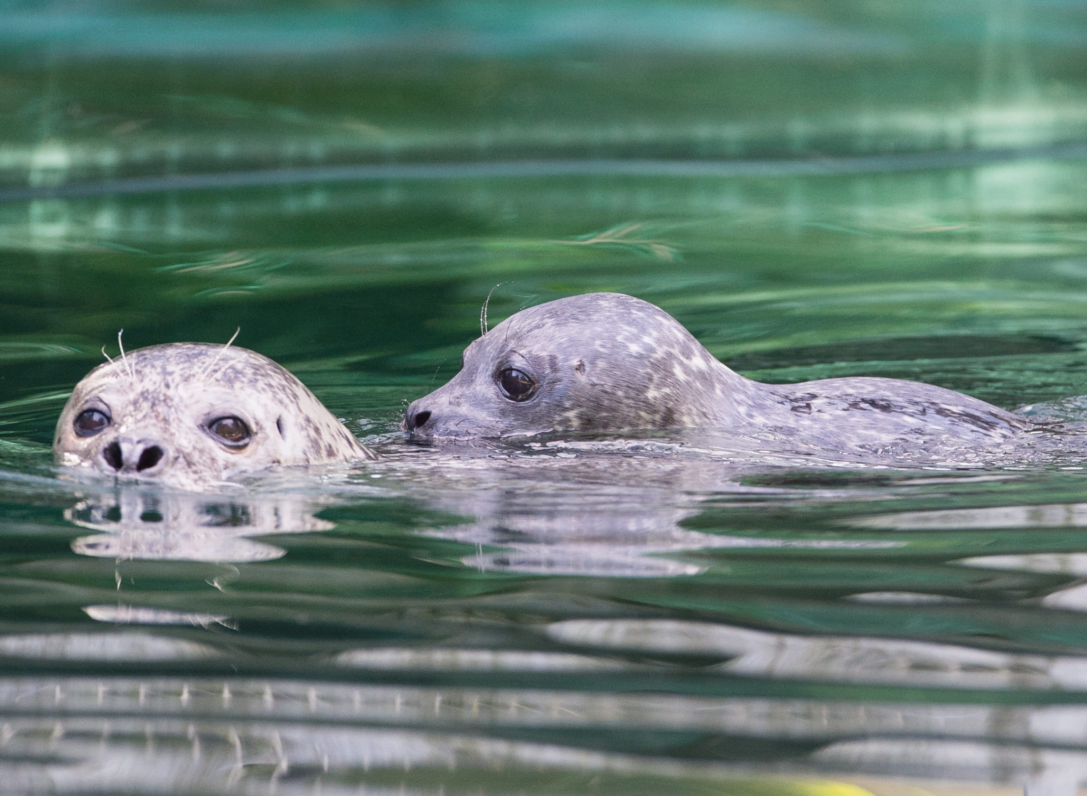 Dählhölzli - Bern Animal Park: more space for fewer animals – Excursions