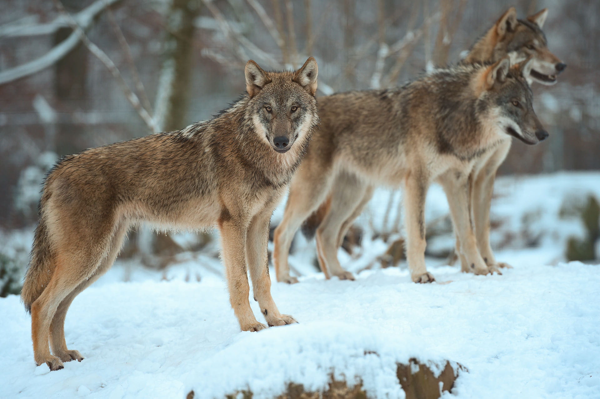 Parc zoologique Dählhölzli à Berne: davantage de place pour moins d ...