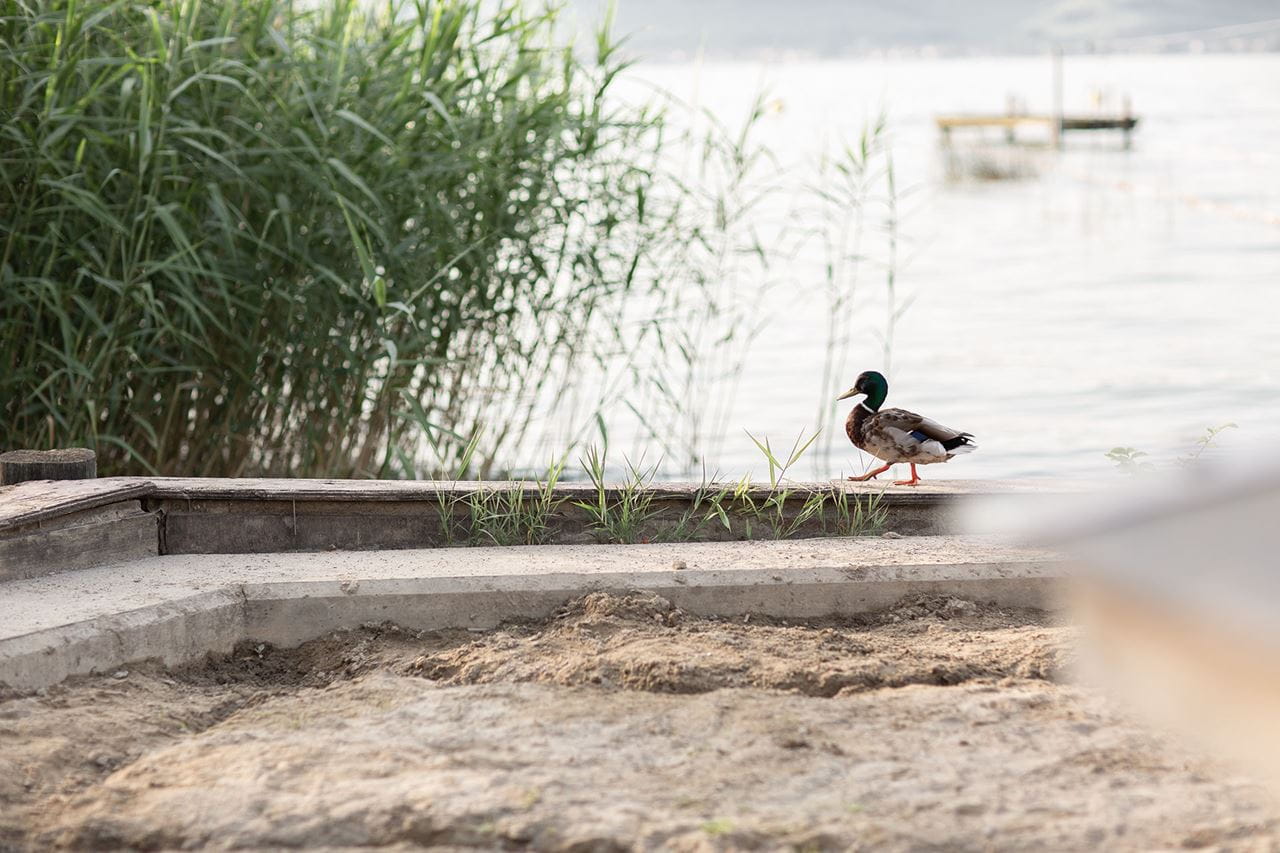 Strandbad Murten - BLS AG