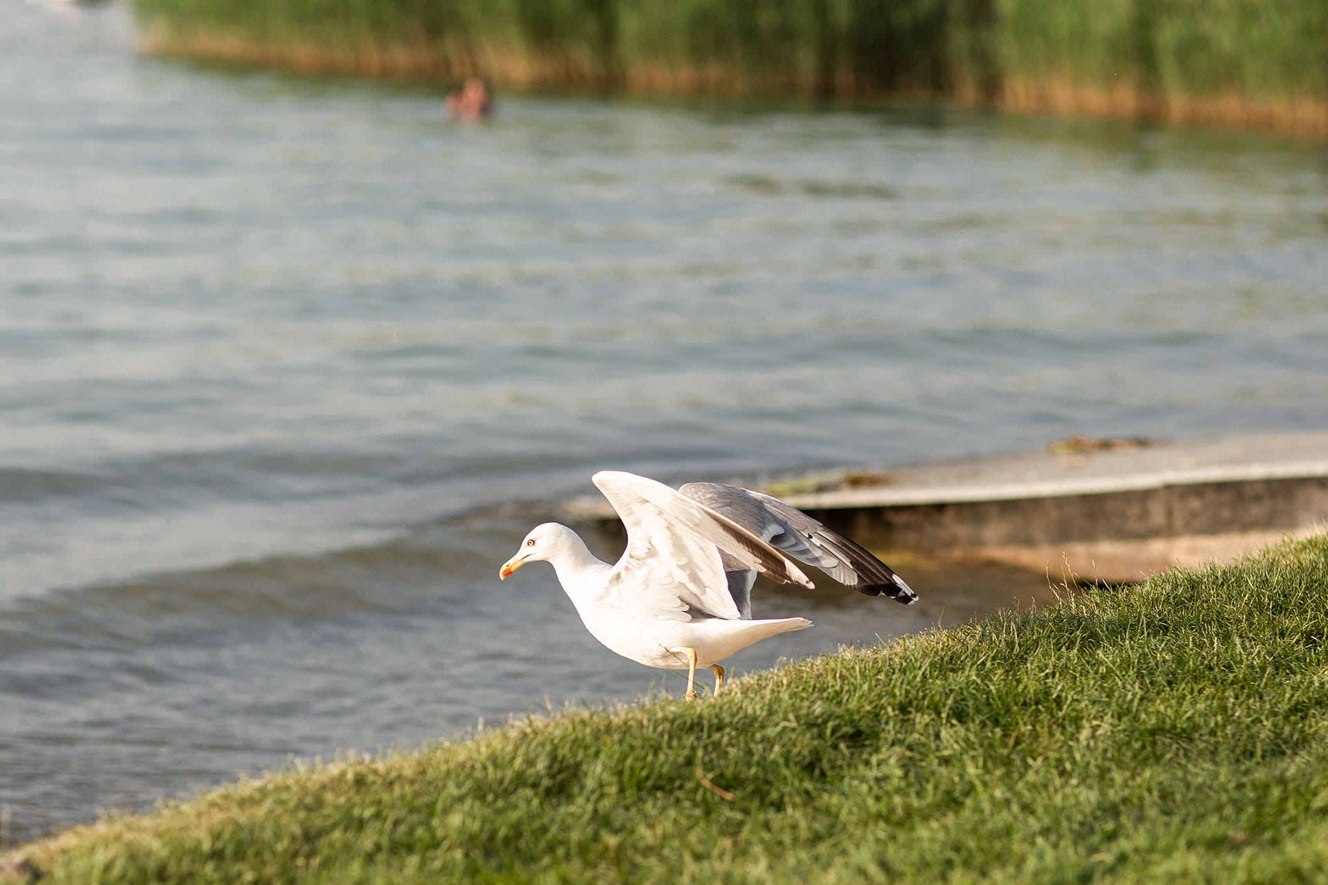 Strandbad Murten - BLS AG