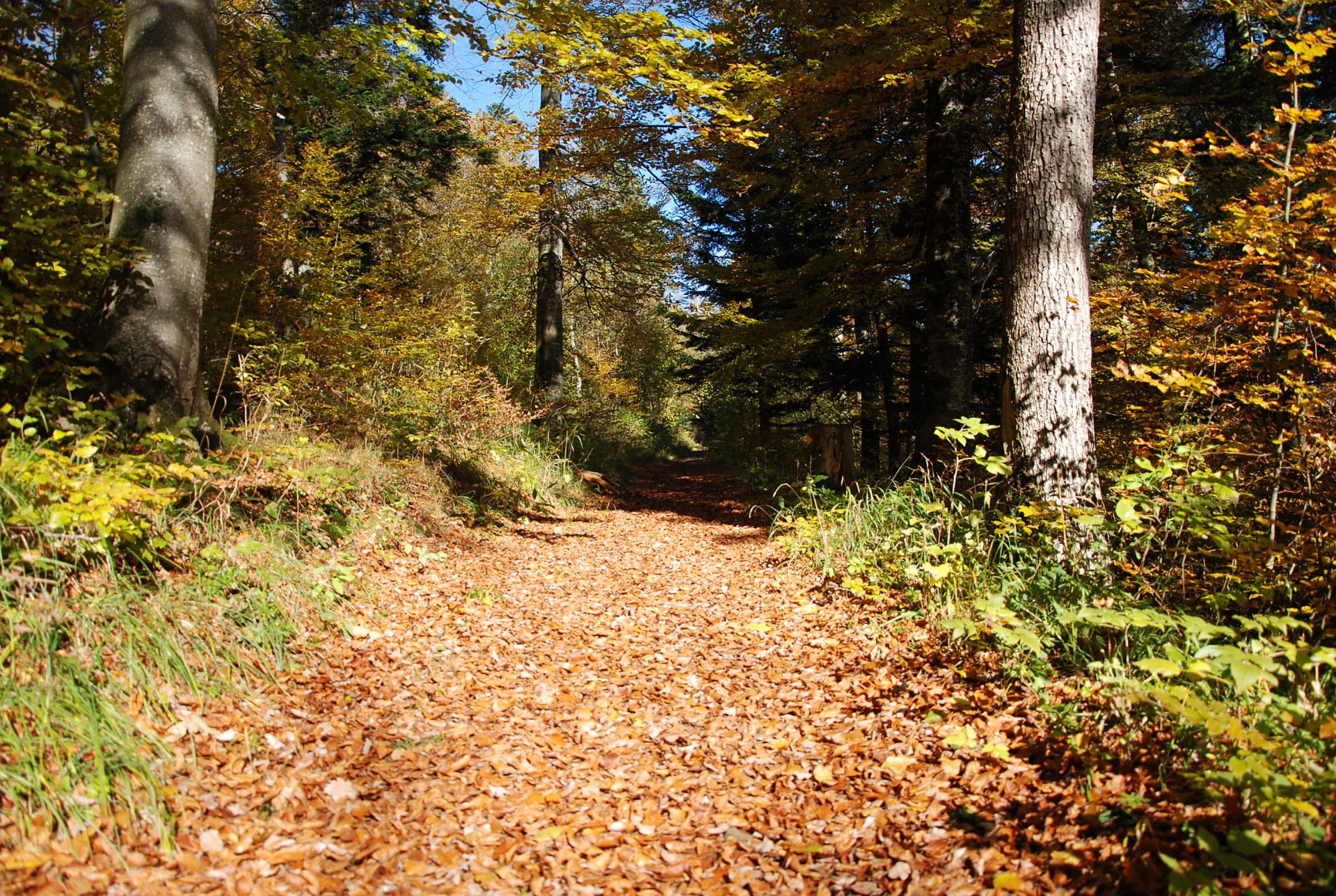 Le Chaumont: Neuchâtel’s local mountain – Excursions