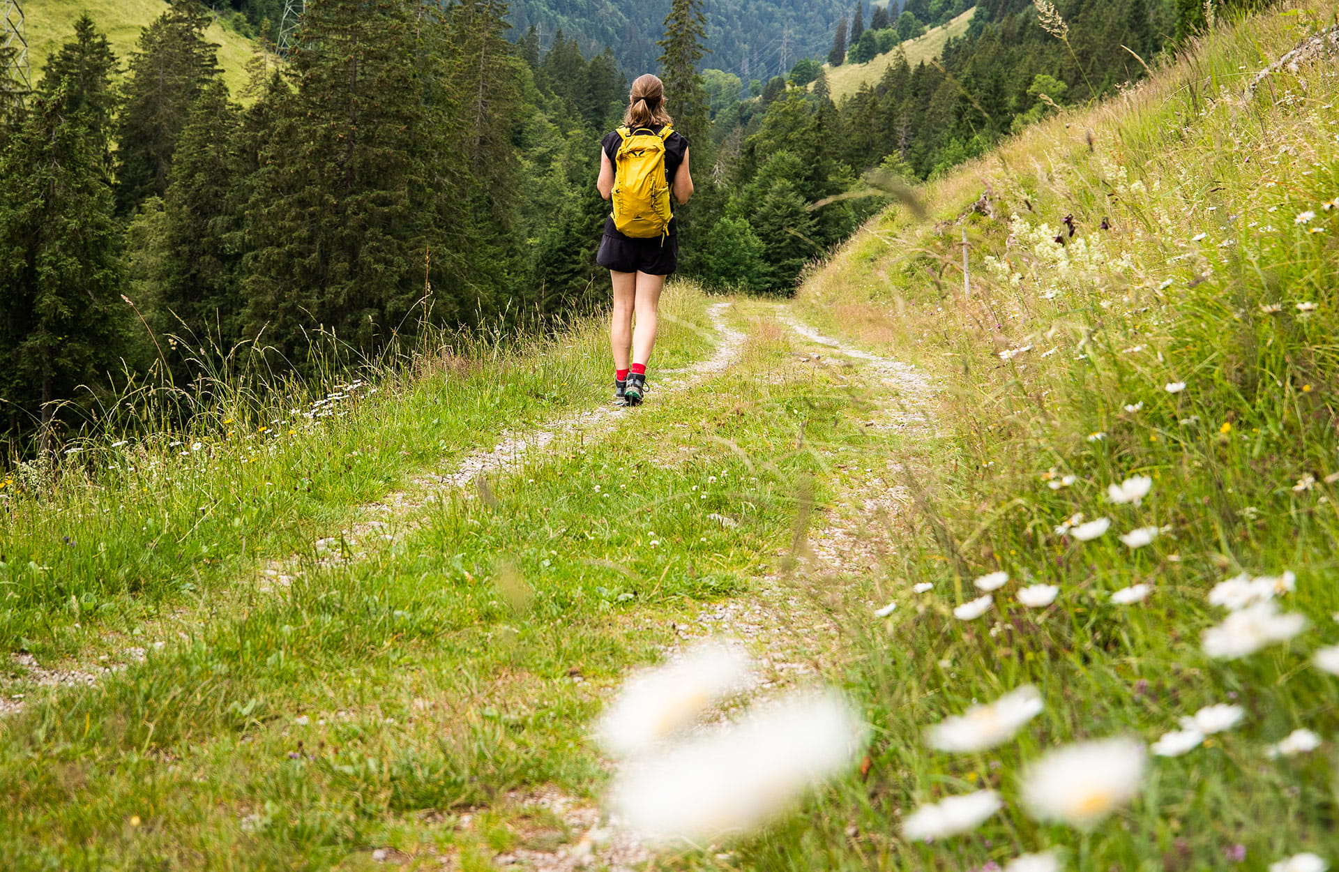 Niesen - Berner Oberland - Ausflüge mit dem Zug